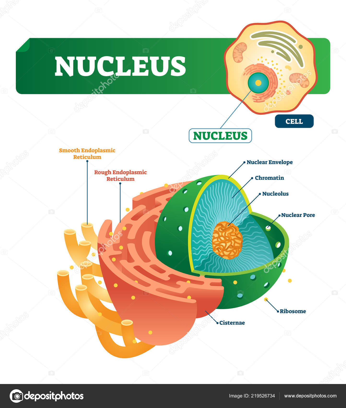 Diagrama De Nucleolo Rotulado