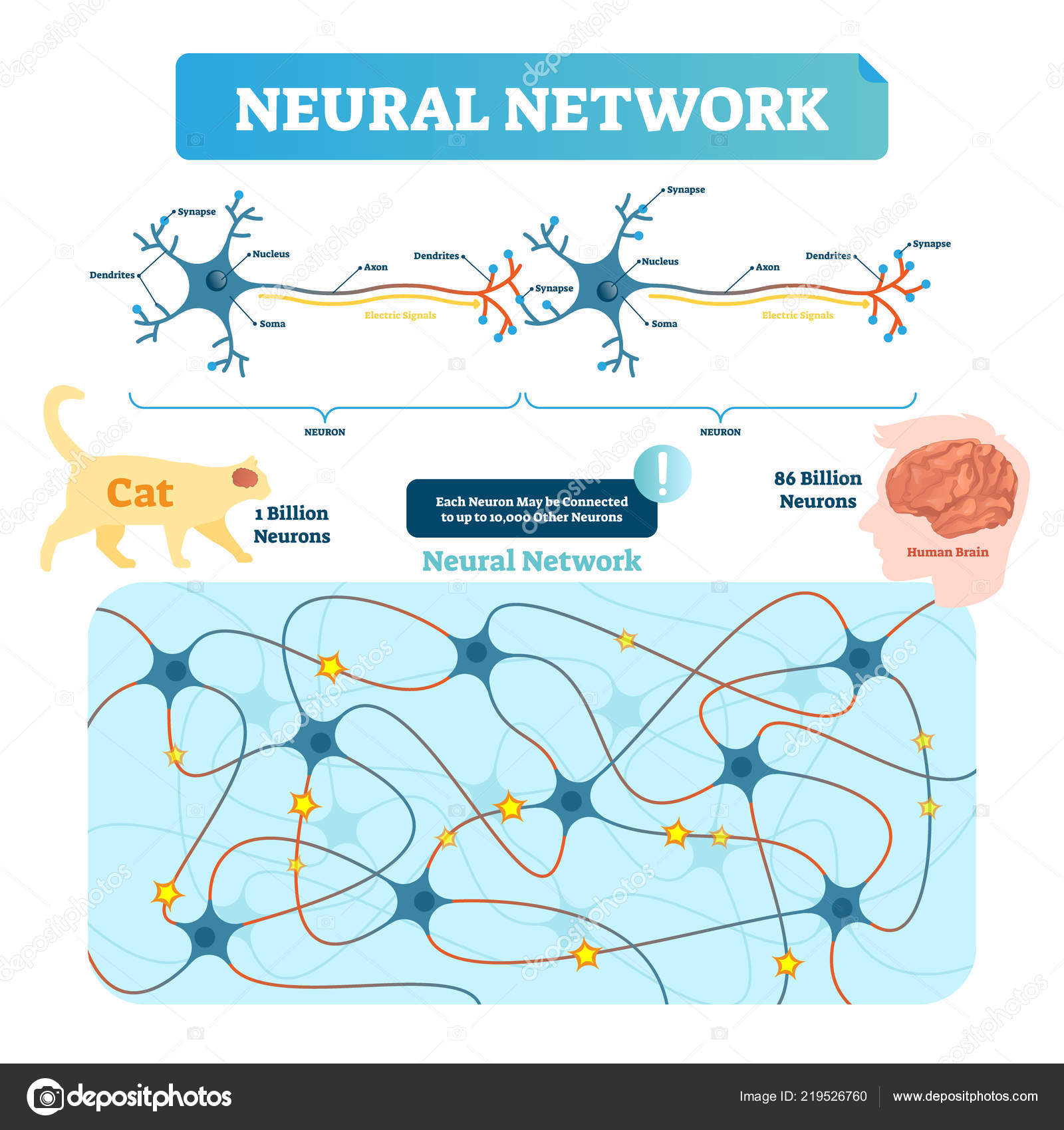 Neural network vector illustration. Neuron structure and net diagram ...