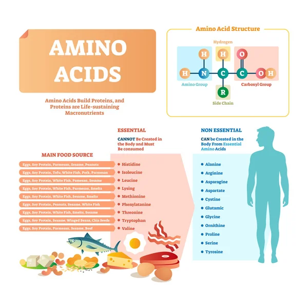Ilustración vectorial de aminoácidos. Lista con alimentos y ácidos ...