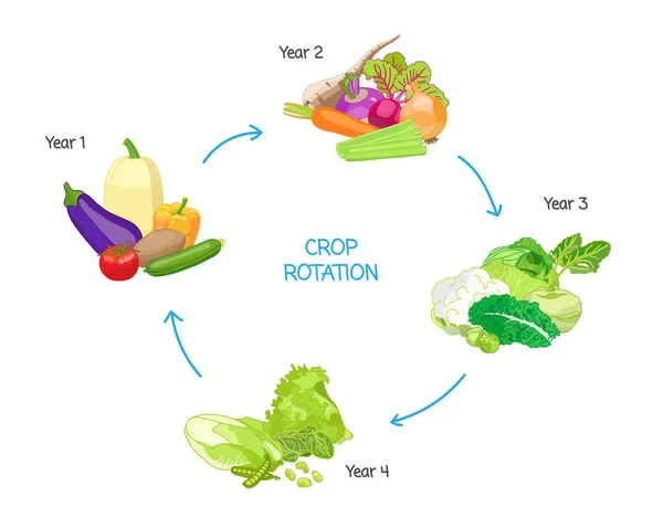 Crop rotation Vector Art Stock Images | Depositphotos