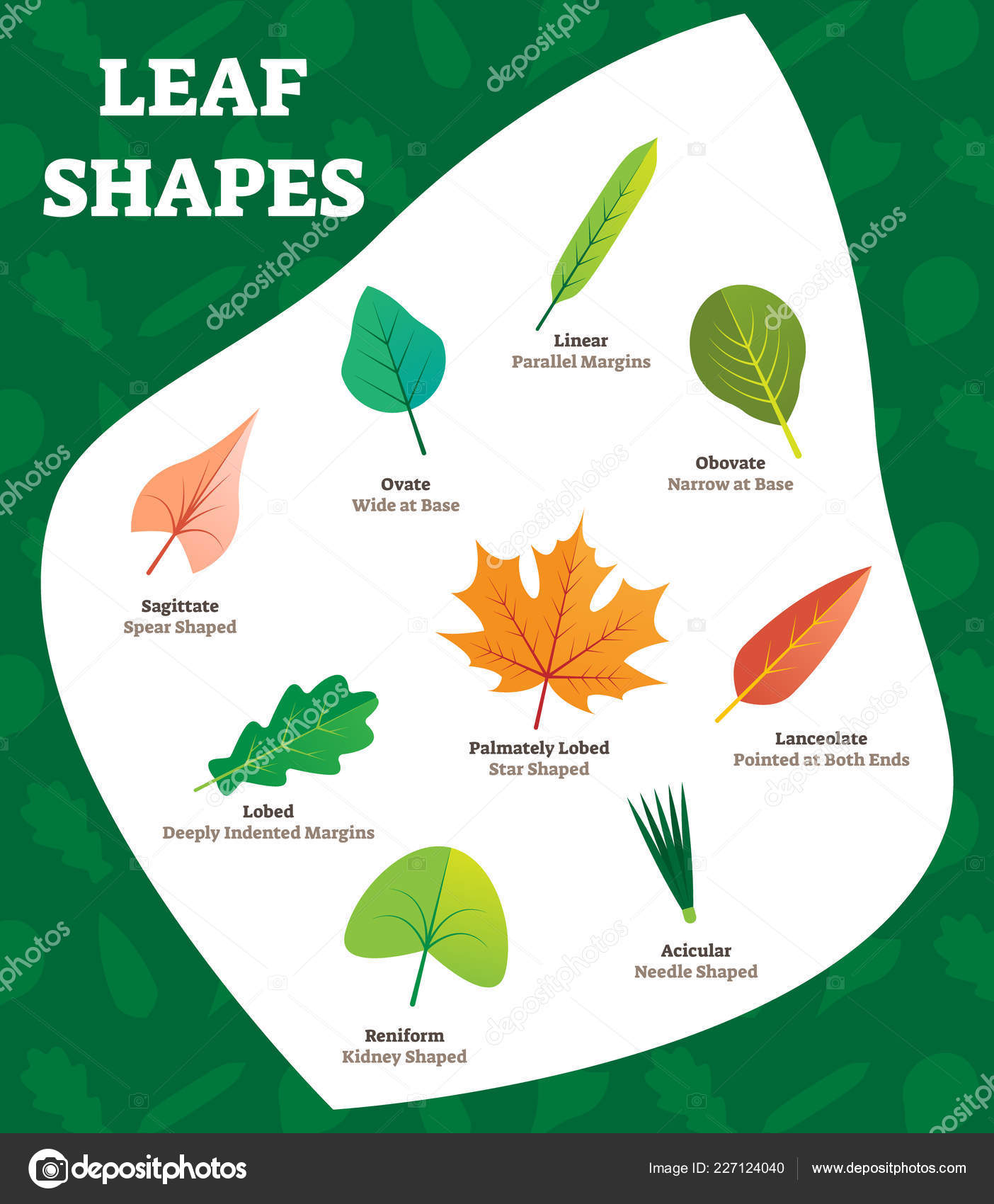Leaf shapes vector illustration. Biology labeled leave kinds for kids ...