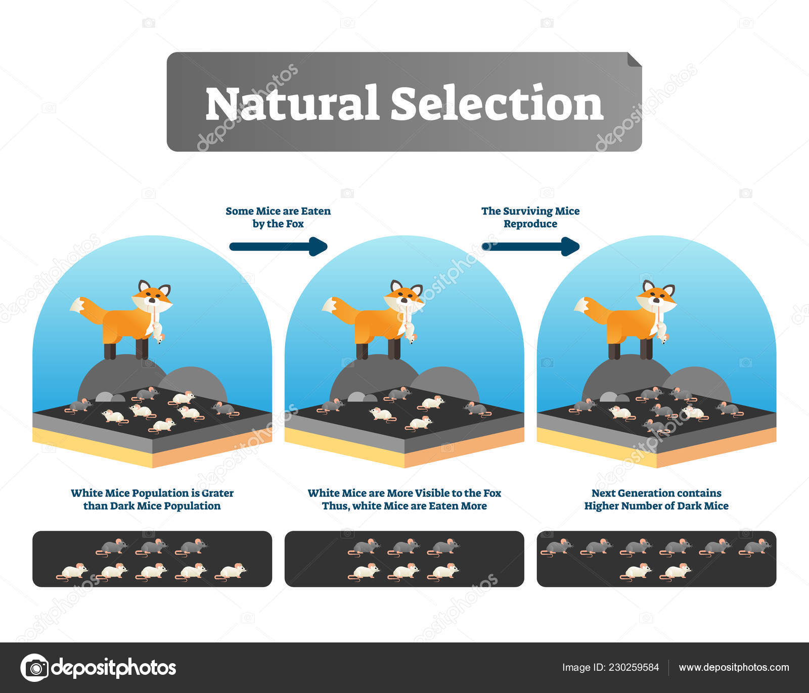 Natural Selection Examples In Humans
