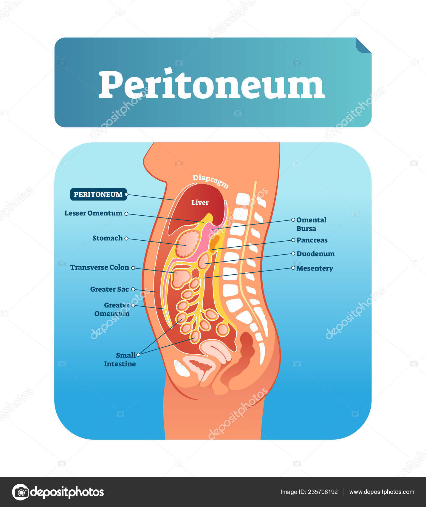 Peritoneum Anatomy Animation