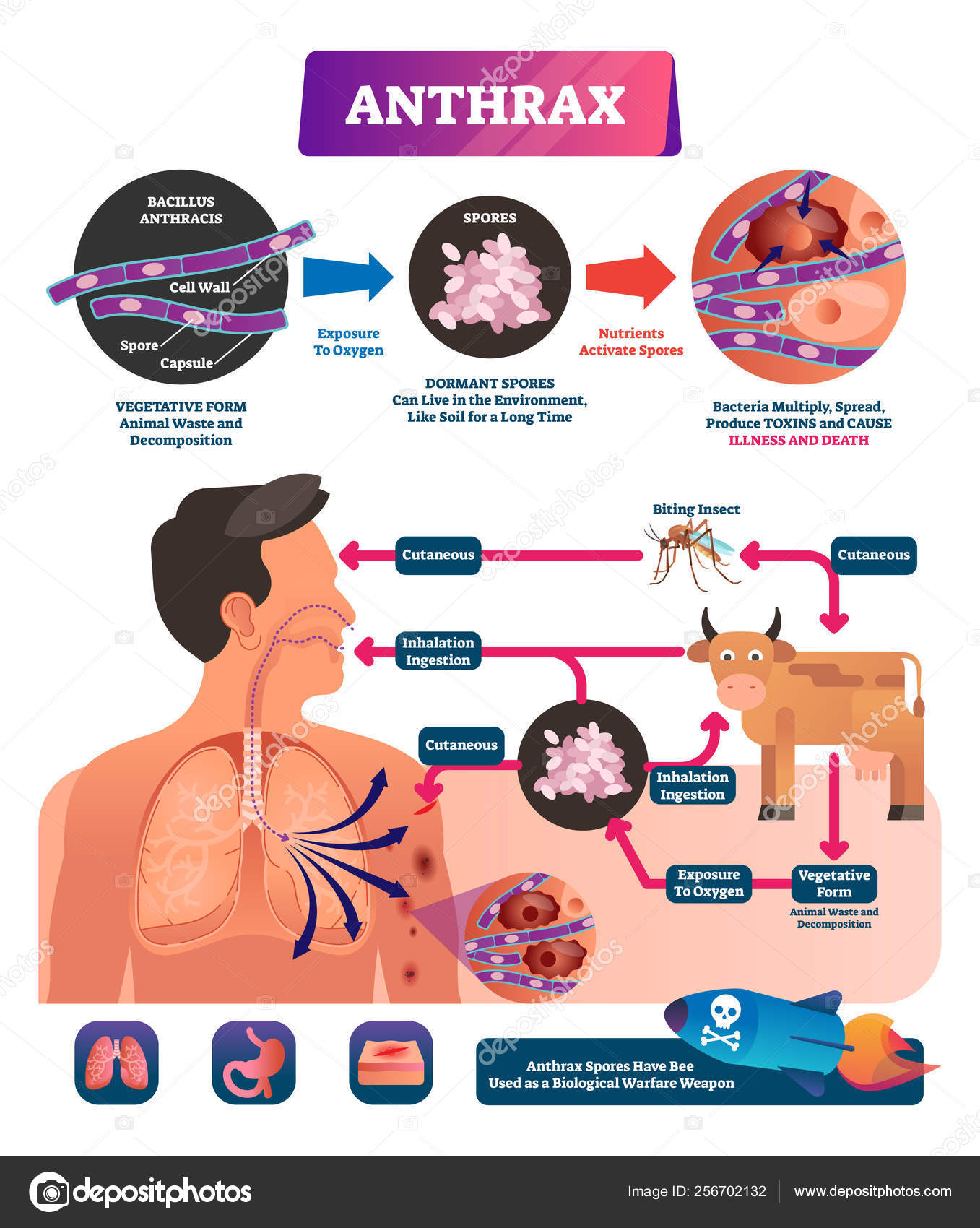 Anthrax Disease In Humans