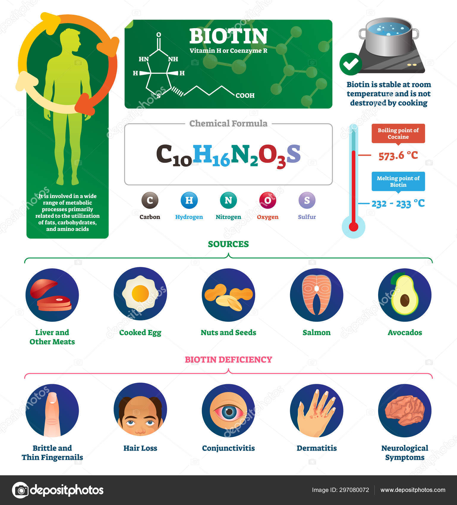Biotin vector illustration. Labeled metabolism vitamin infographics ...