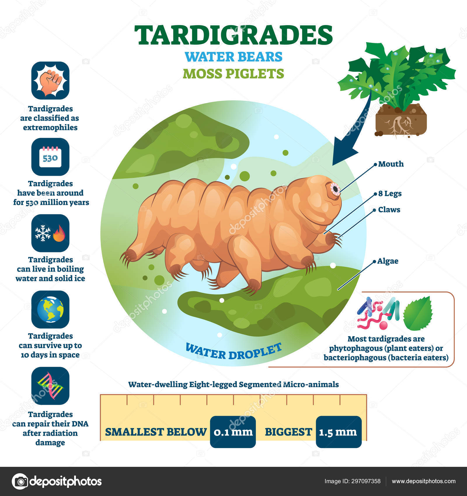 Tardigrade Size Comparison