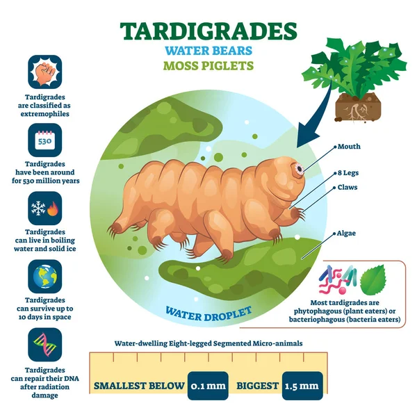 Tardigrade Anatomy