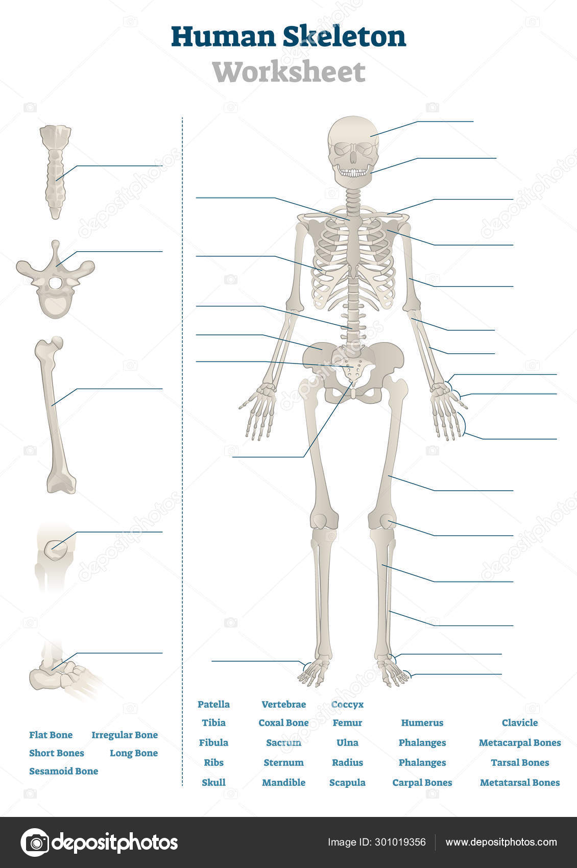 Download - Human skeleton worksheet vector illustration. Blank ... Download - Human skeleton worksheet vector illustration. Blank ...