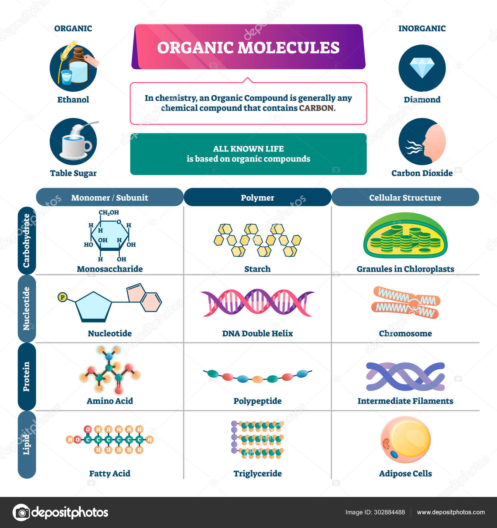 Organic molecules vector illustration. Labeled chemical educational ...