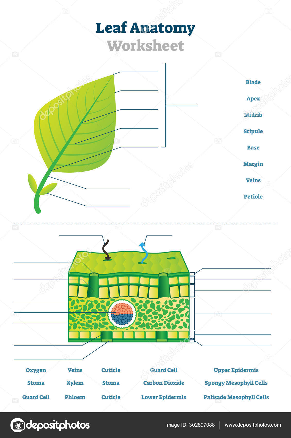 Leaf anatomy worksheet vector illustration. Labeled blank biology ...