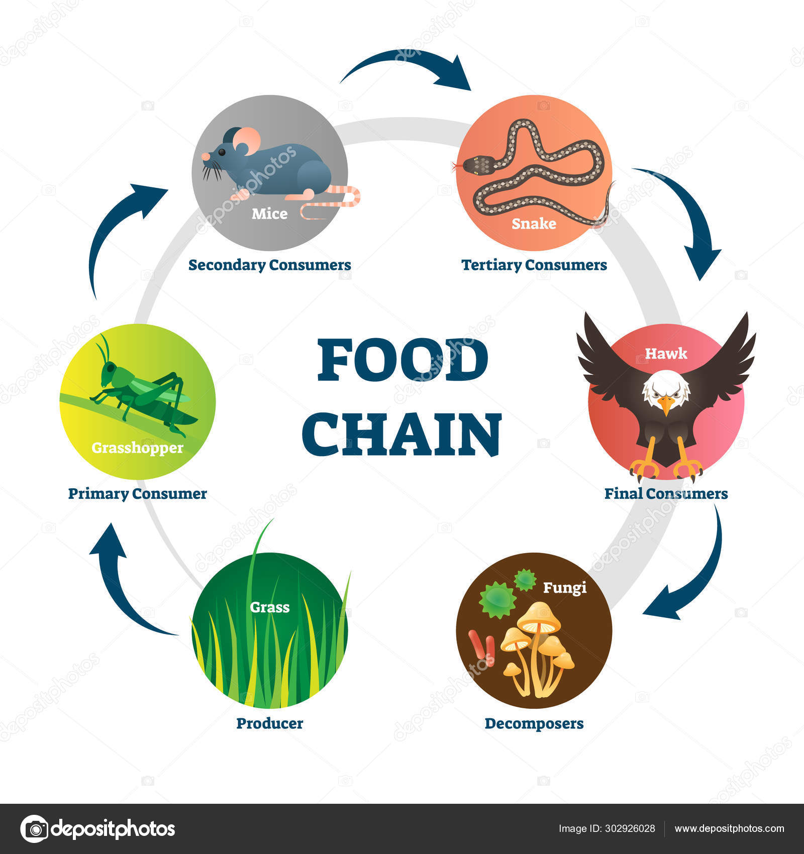 Cadena Alimentaria Y Red Alimentaria Etiquetadas Redes Tróficas O De