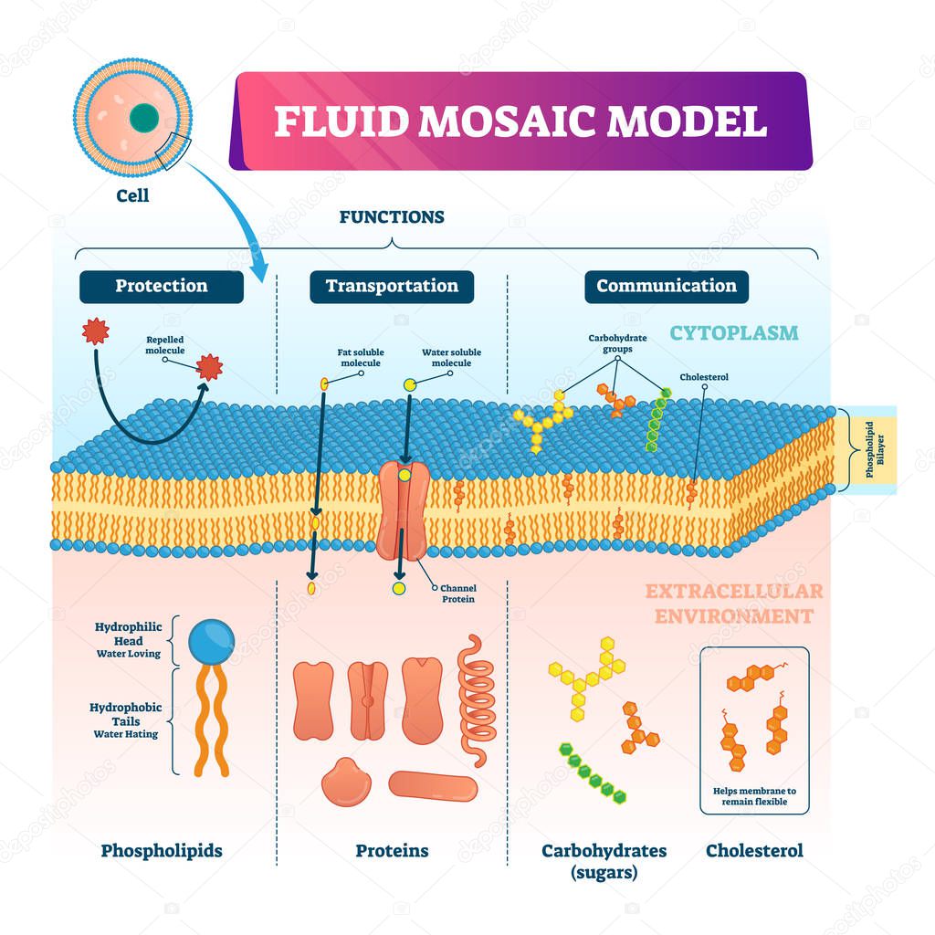 Sıvı mozaik modeli vektör illüstrasyon. Hücre zarı yapısı infografik ...