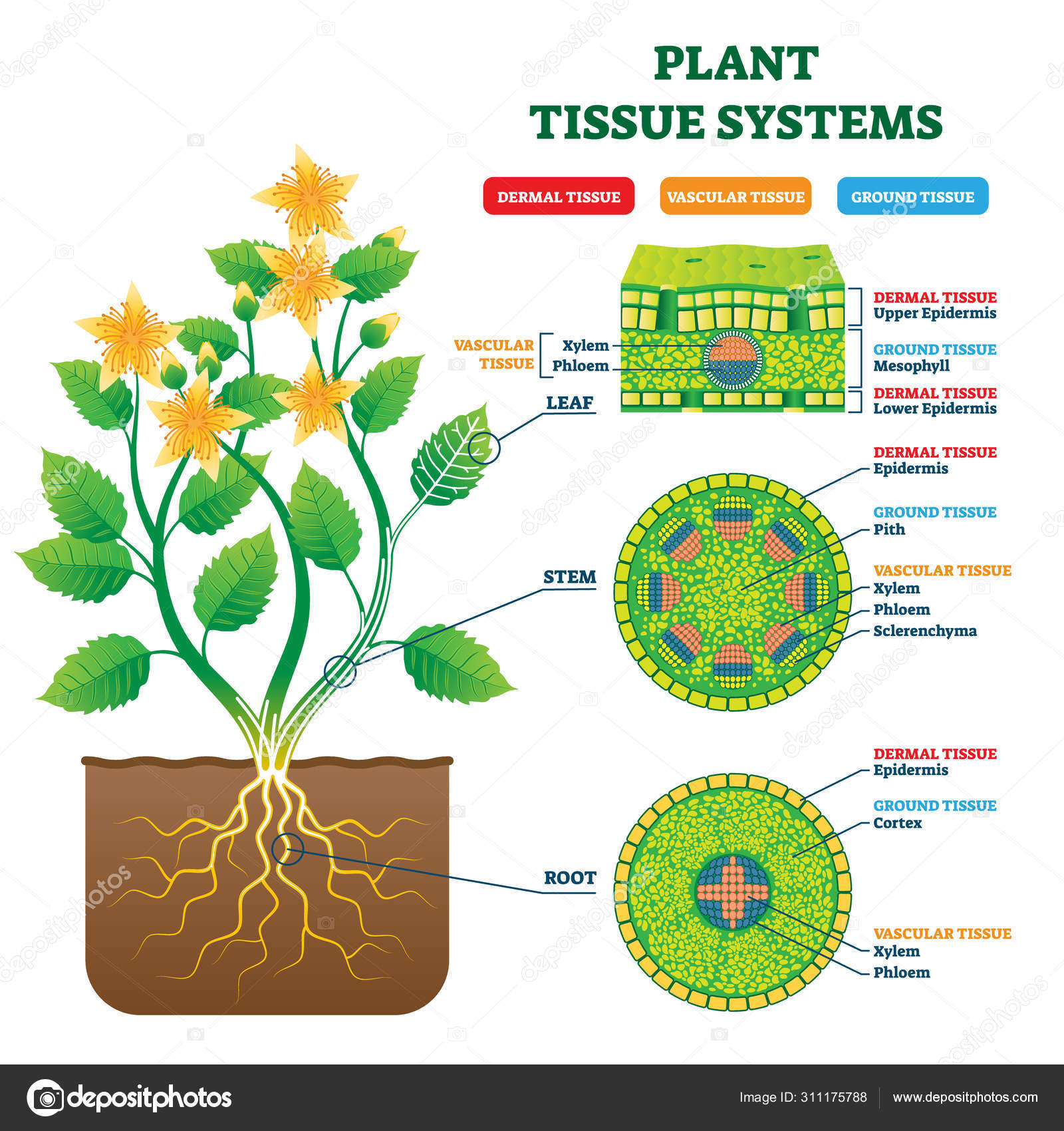Plant Tissue Systems Vector Illustration Labeled Biology Structure