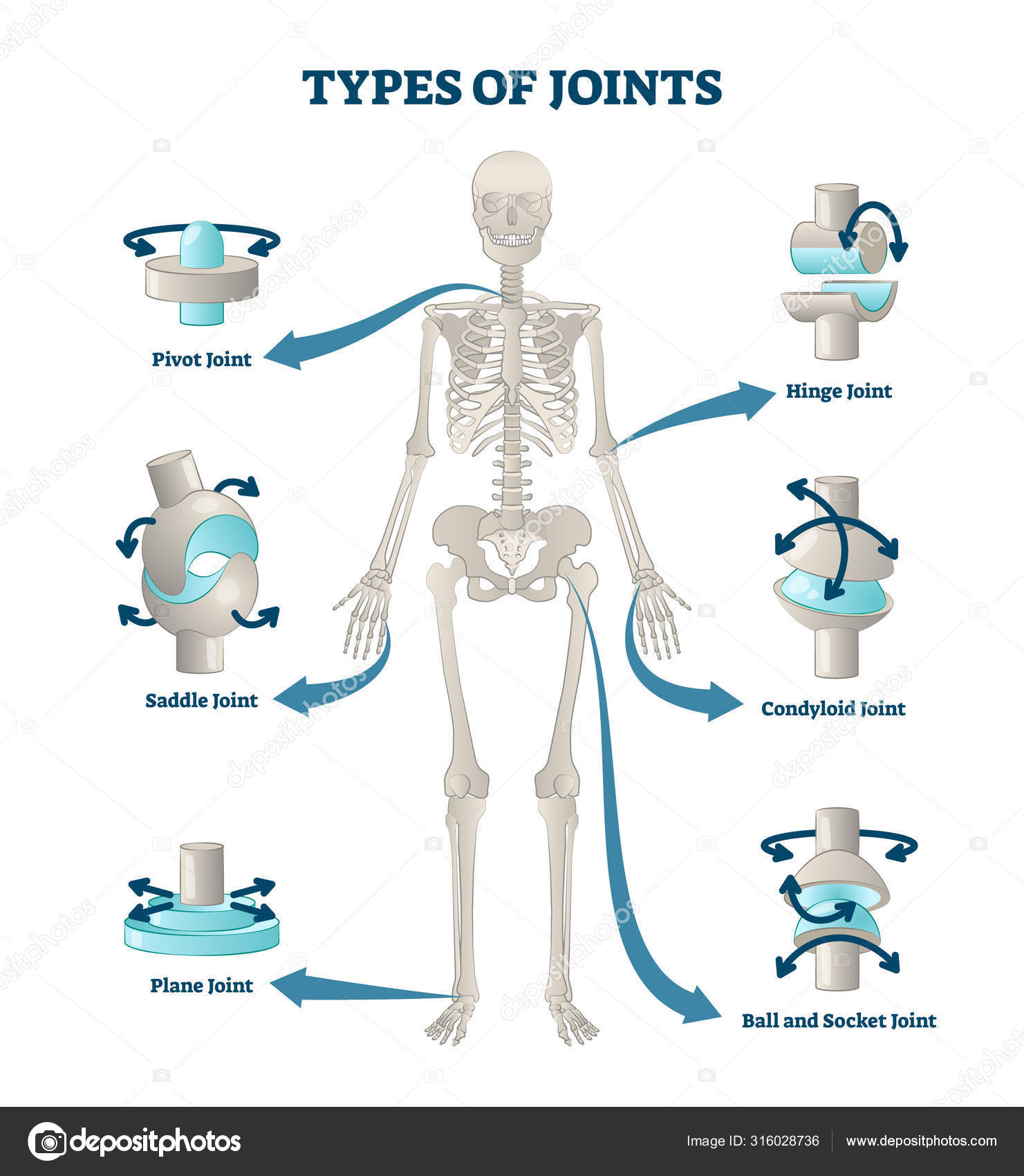 Types of joints vector illustration. Labeled skeleton connections ...