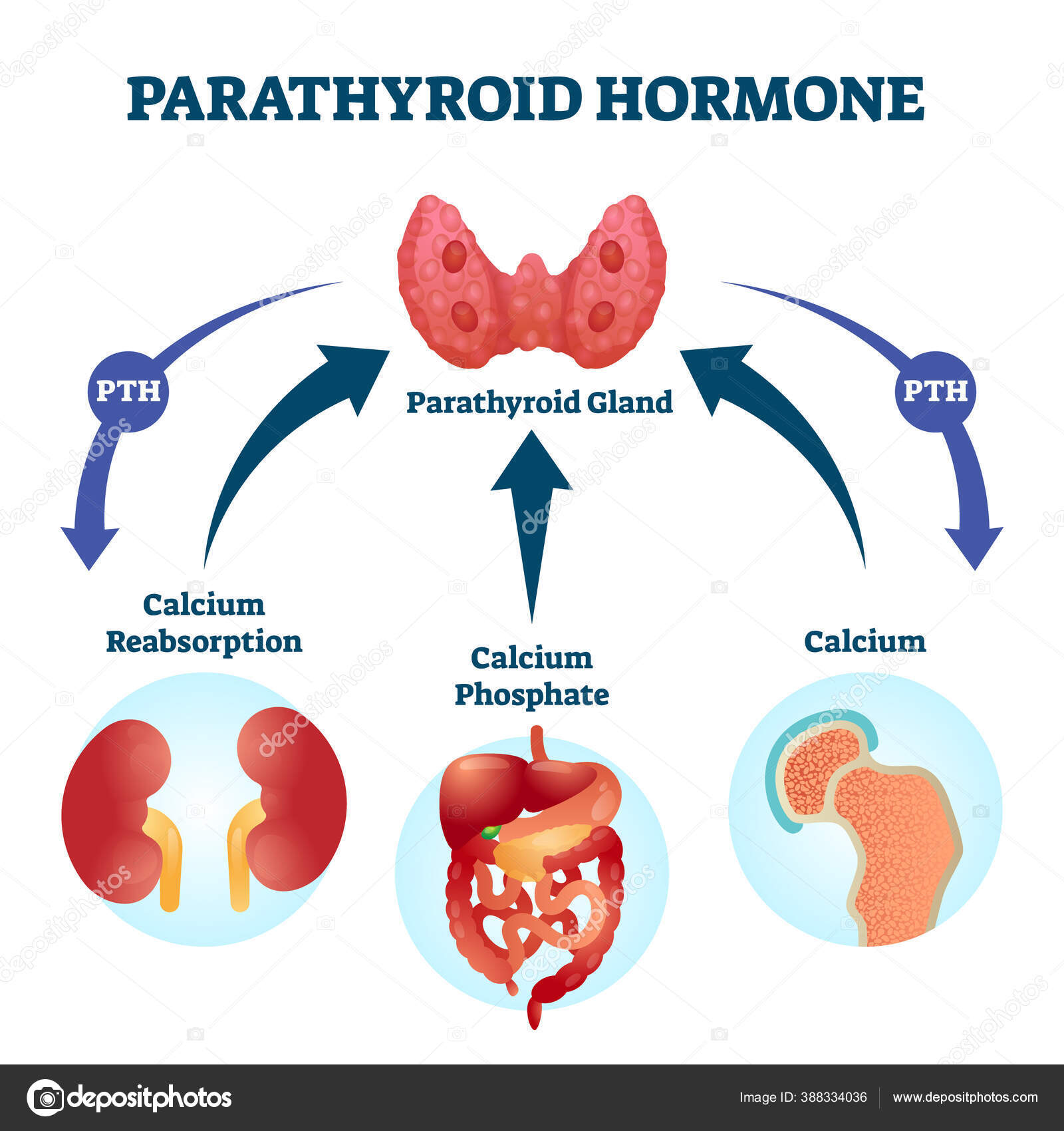Parathyroid hormone PTH, parathormone or parathyrin vector illustration ...