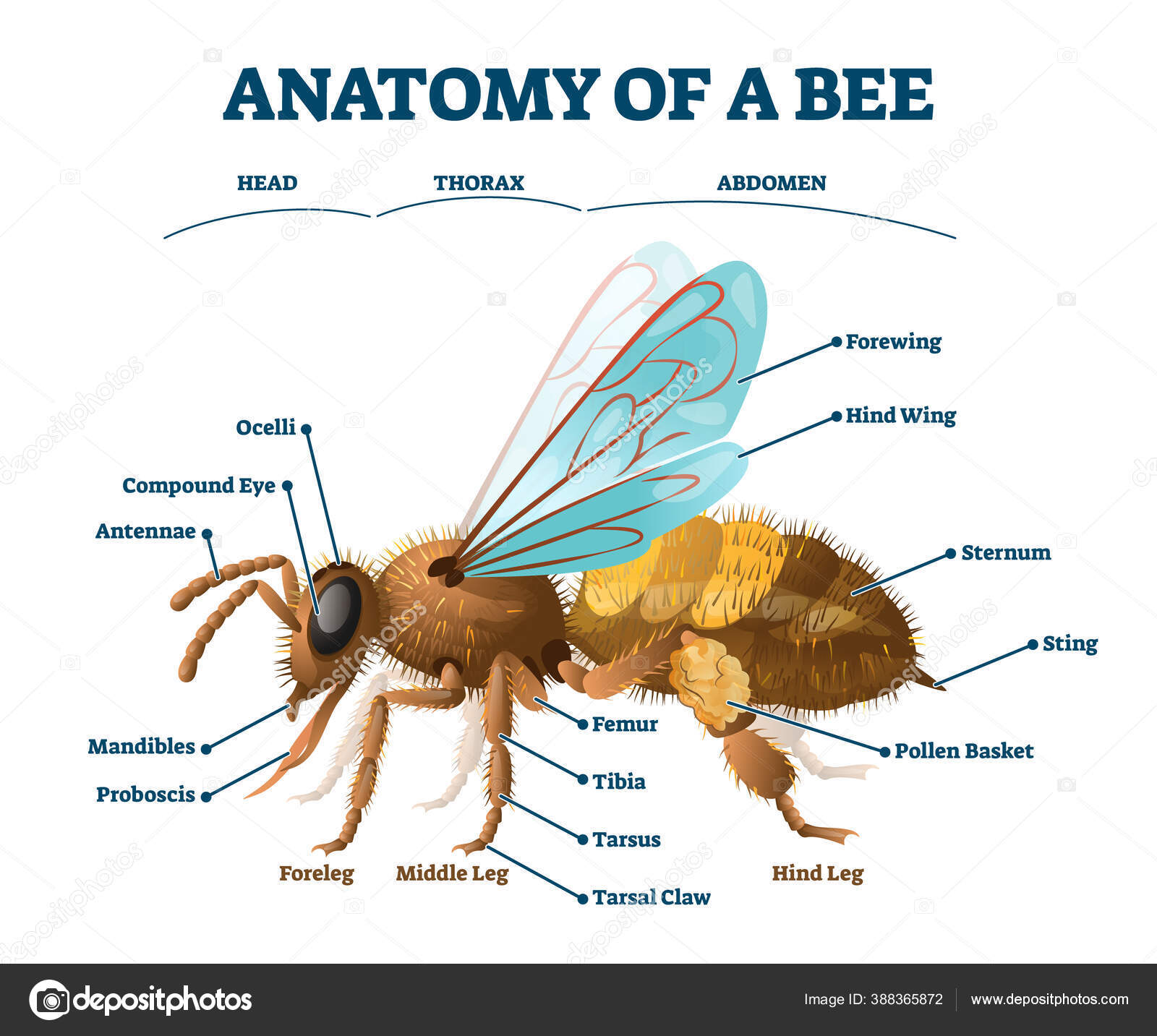 Labeled Insect Diagram