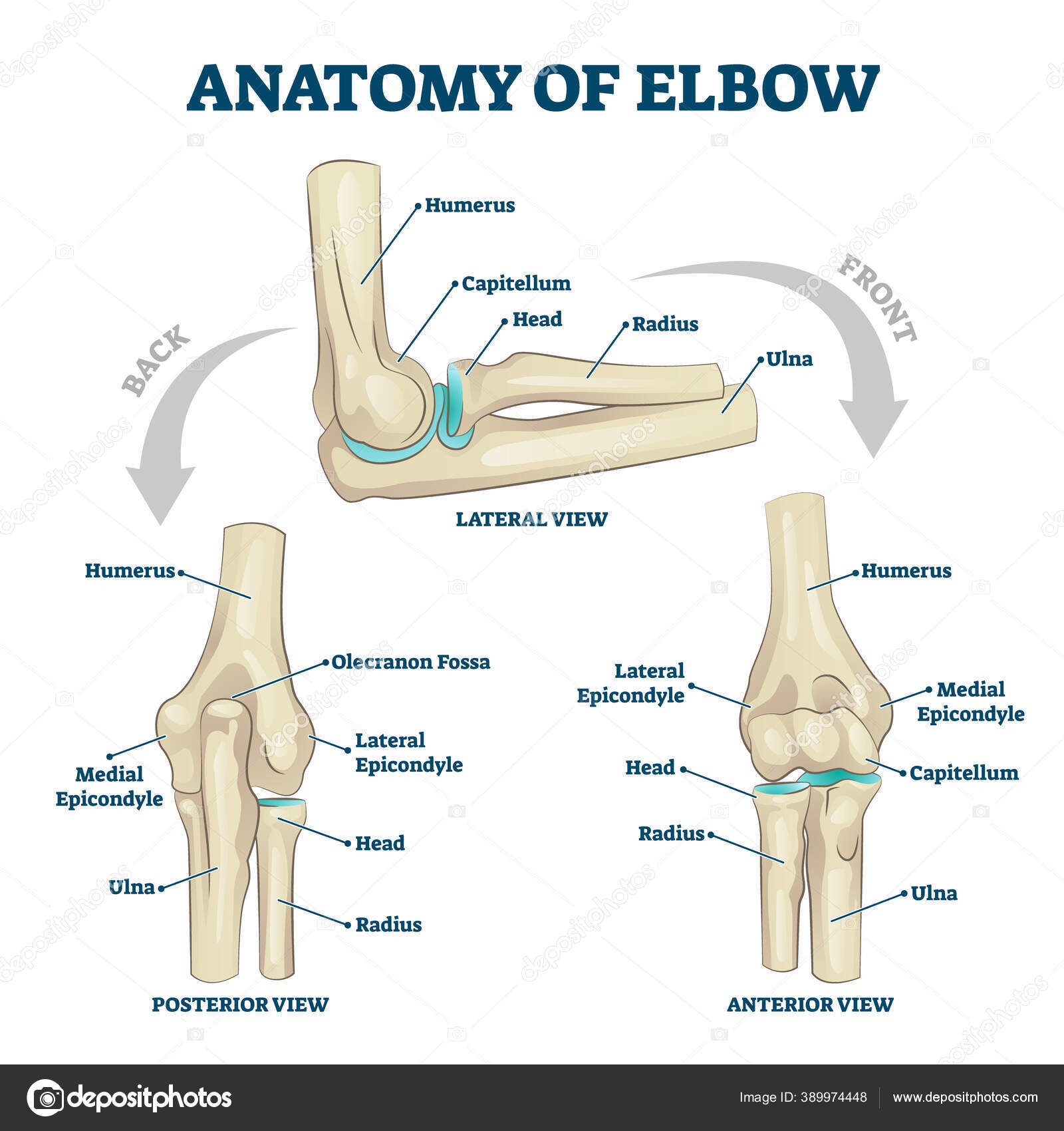 Anatomía de la estructura ósea esquelética del codo esquema etiquetado ...