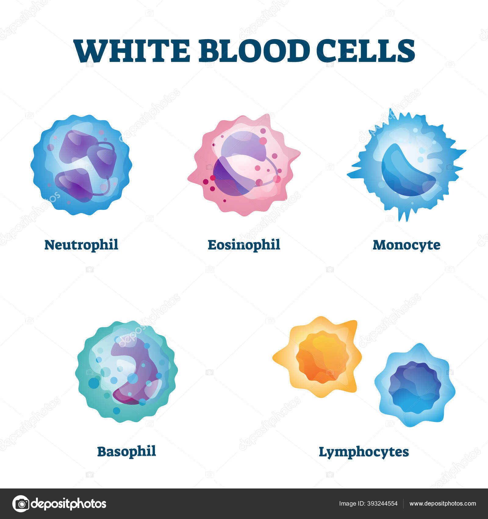 White blood cell types labeled examples educational vector illustration ...