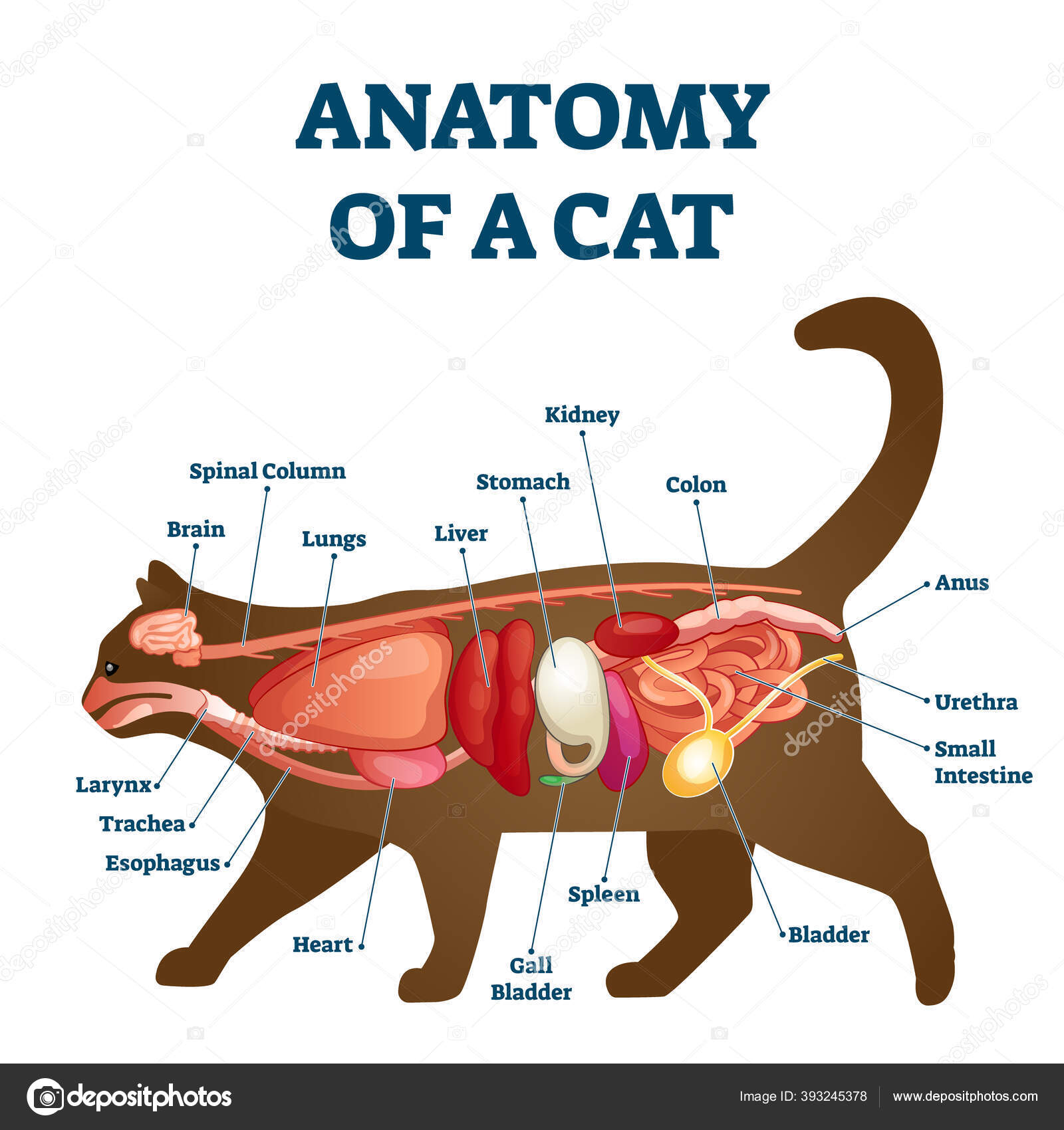 Anatomy of cat with inside structure and organs scheme vector ...