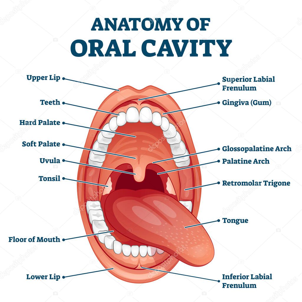 Diagrama De Las Partes De La Lengua