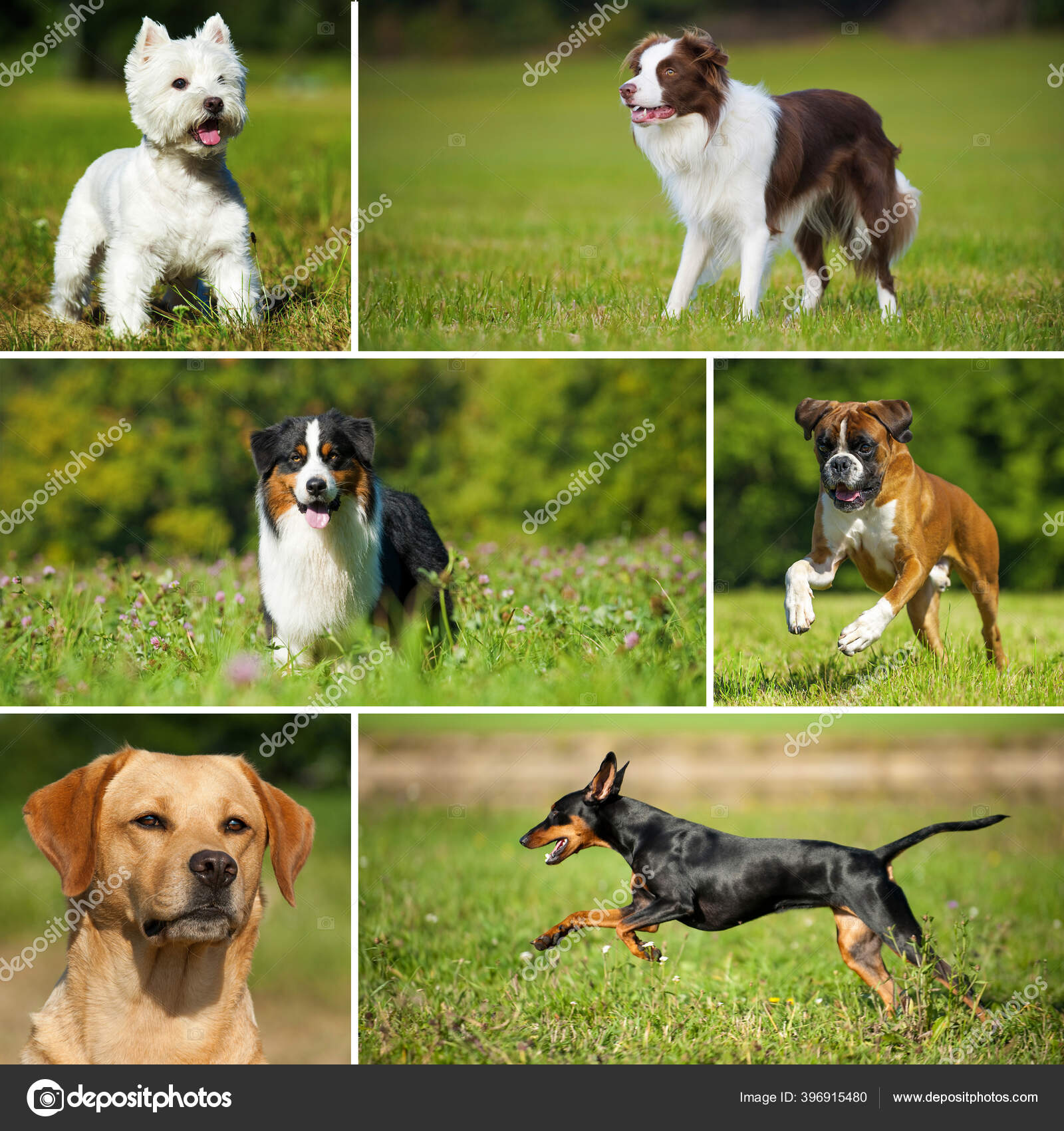 Cute Dogs Collage Background Stock Photo by ©Judithdz 396915480