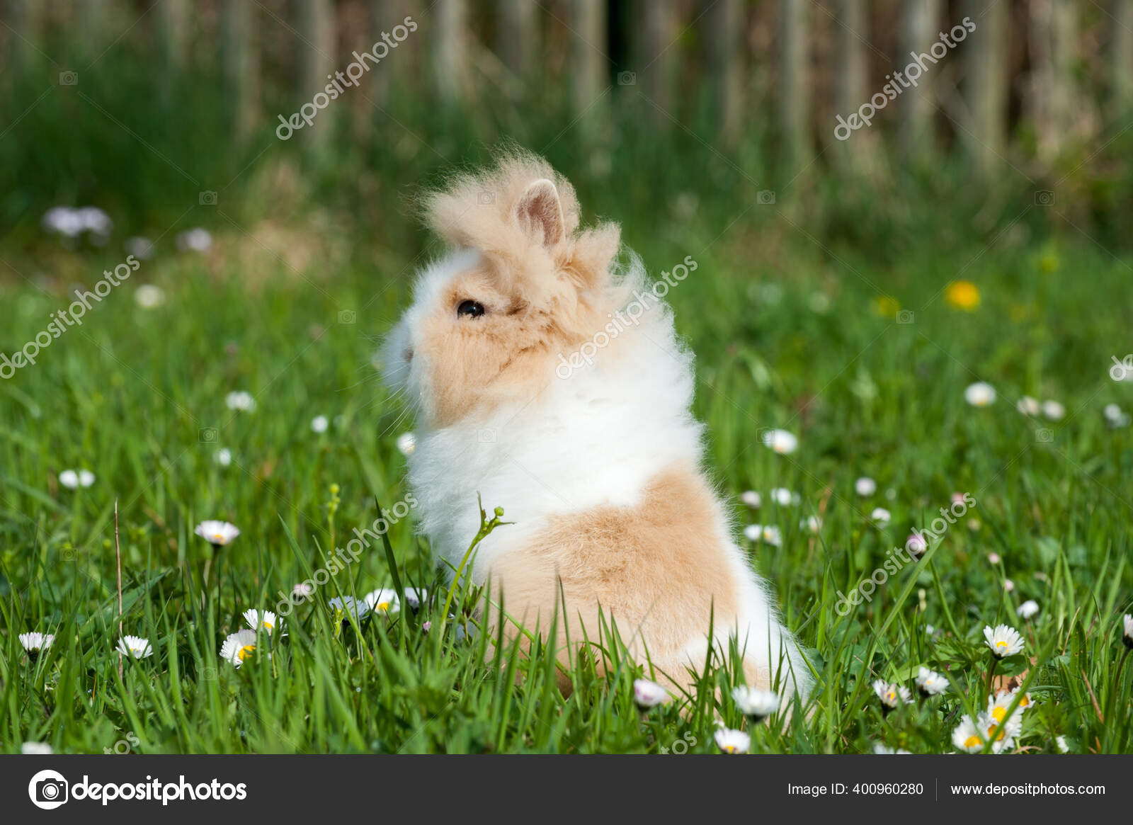 Dwarf Rabbit Spring Meadow — Stock Photo © Judithdz #400960280