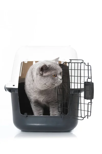 Cute Cat Transport Box Isolated White Background — Stock Photo ...