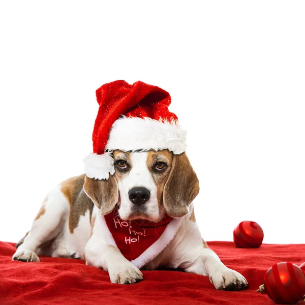 Adult Beagle Dog Santa Hat Lying Isolated White Background Stock Photo ...