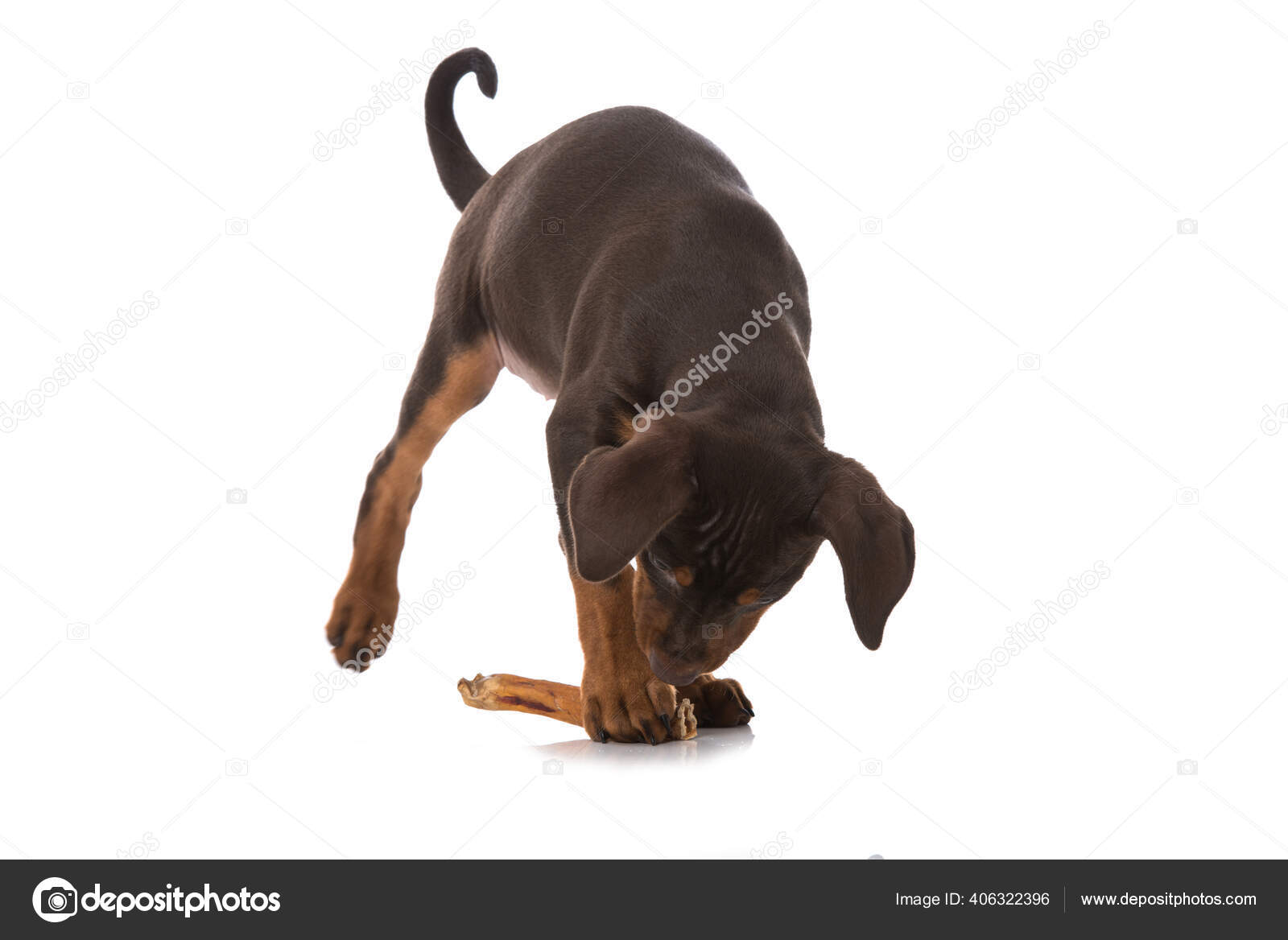 Pinscher Puppy Bone Isolated White — Stock Photo © Judithdz #406322396
