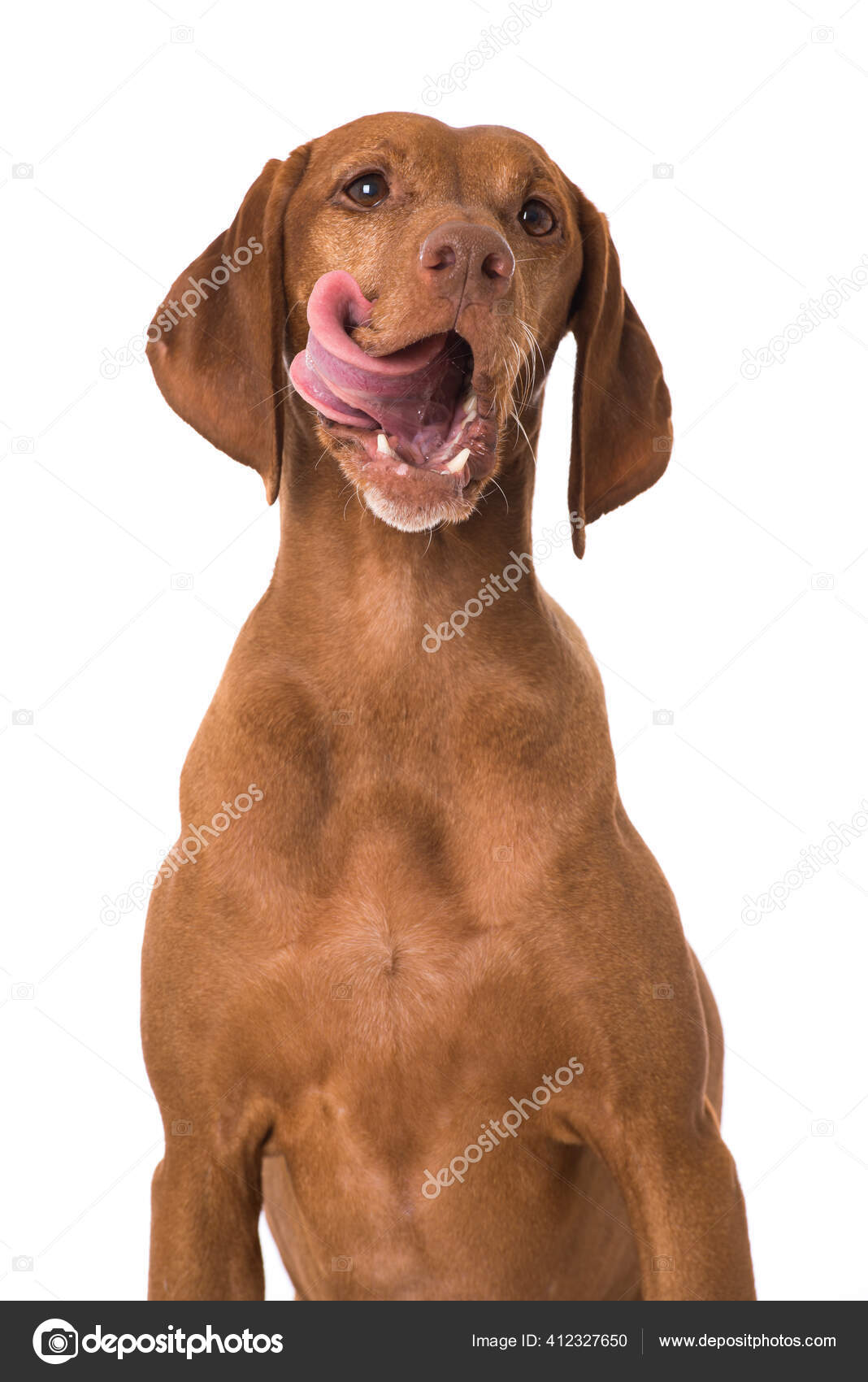 Magyar Vizsla Dog Isolated White Background — Stock Photo © Judithdz ...