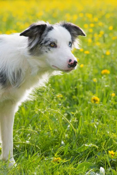 Border collies Stock Photos, Royalty Free Border collies Images ...