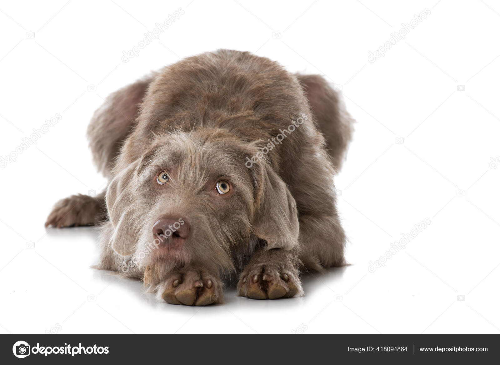 Wire Haired Weimaraner