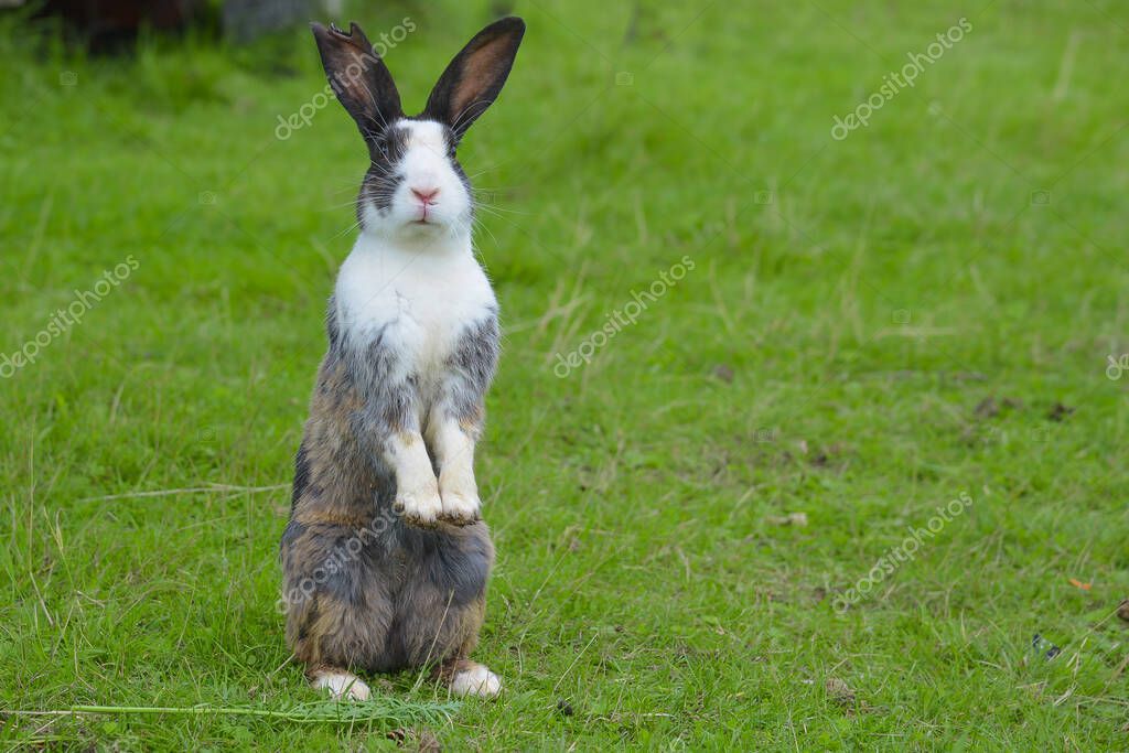 Liebre del bosque. La foto muestra una liebre del bosque gris-marrón ...
