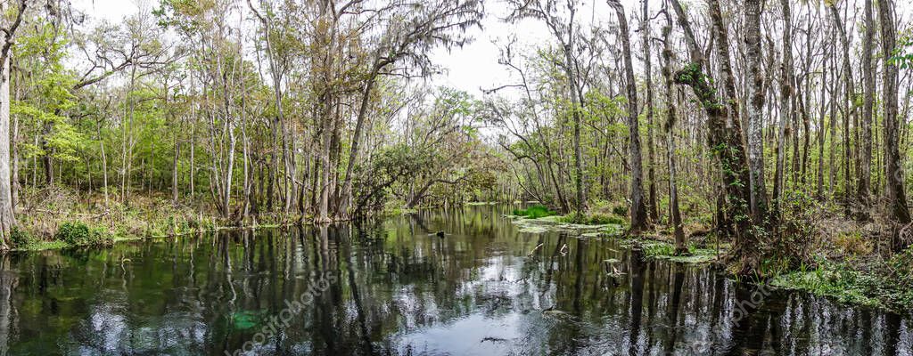 Foto del bonito río Suwannee y Twin Rvers State Forest en Florida 2022