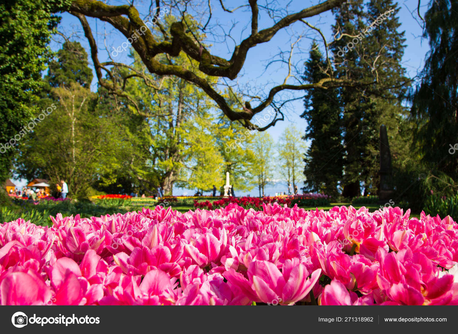 Switzerland Flowers Garden