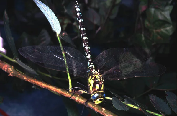 Beautiful natural slender mlf images libres de droit, photos de ...