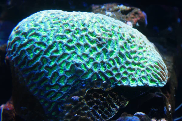 Aquarium texture Stock Photos, Royalty Free Aquarium texture Images ...