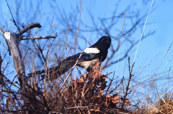 Magpie birds nesting Stock Photos, Royalty Free Magpie birds nesting ...