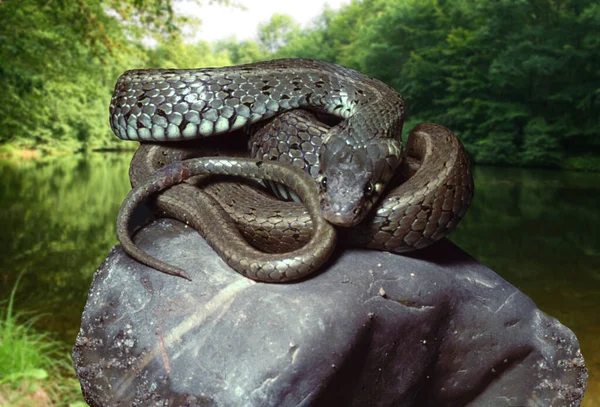 Stone snake Stock Photos, Royalty Free Stone snake Images | Depositphotos