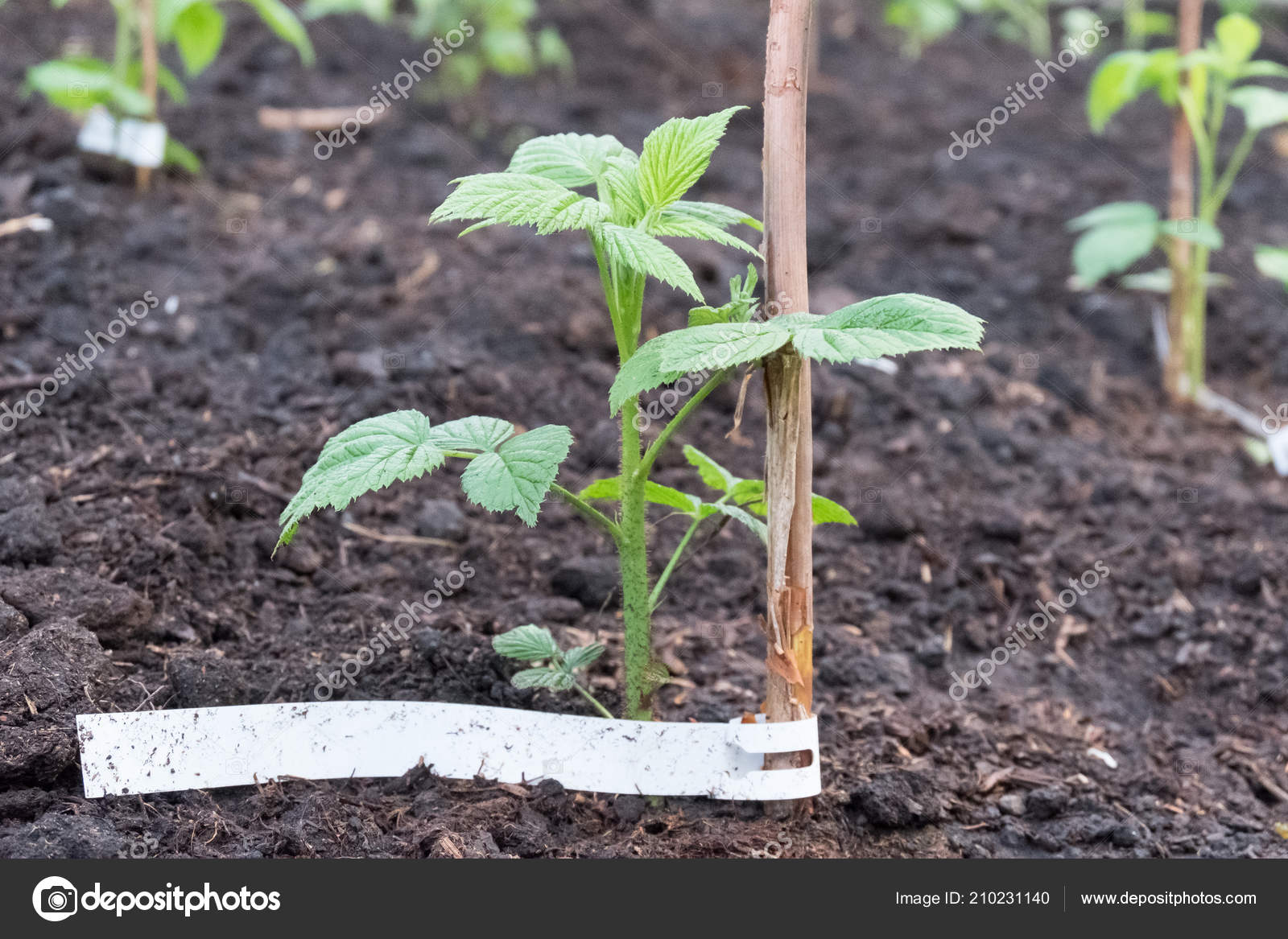 Raspberry Seedlings