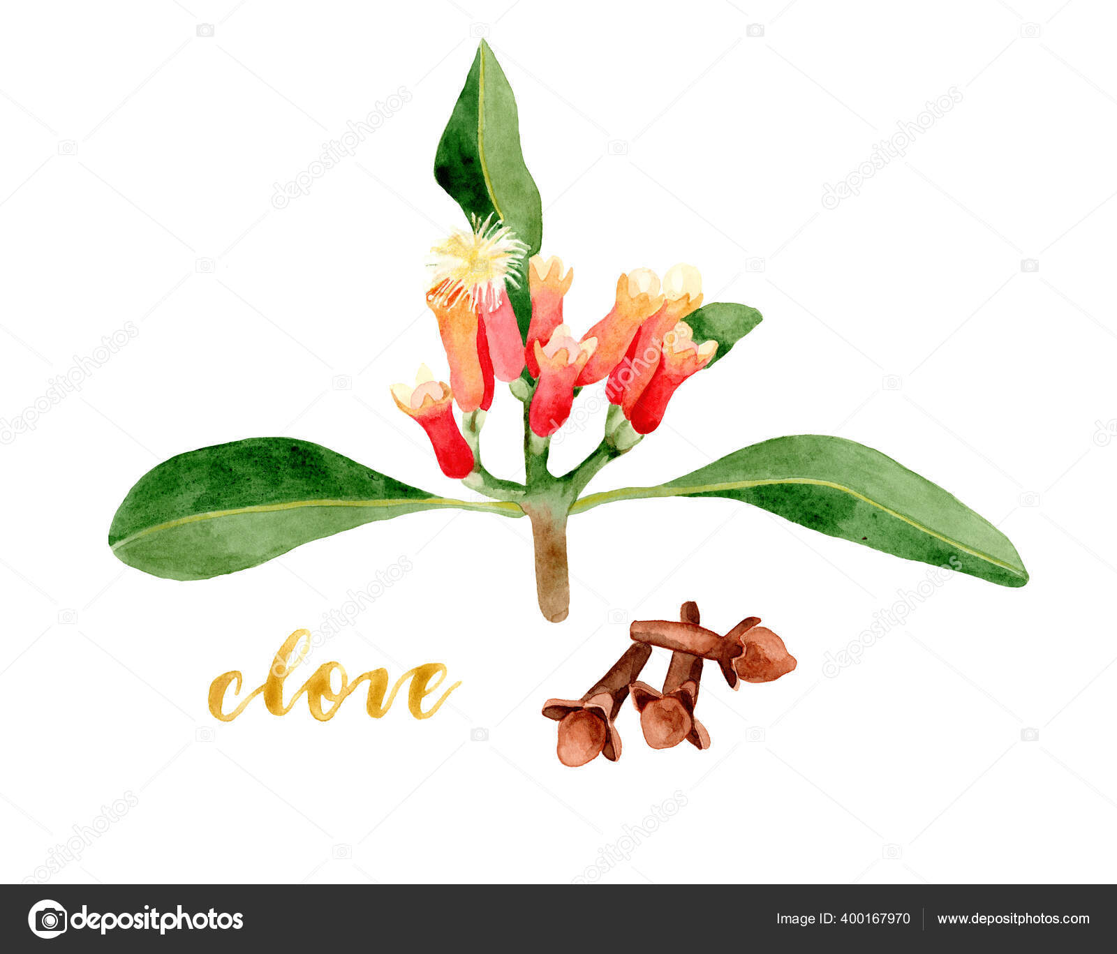 Clove Plant Drawing