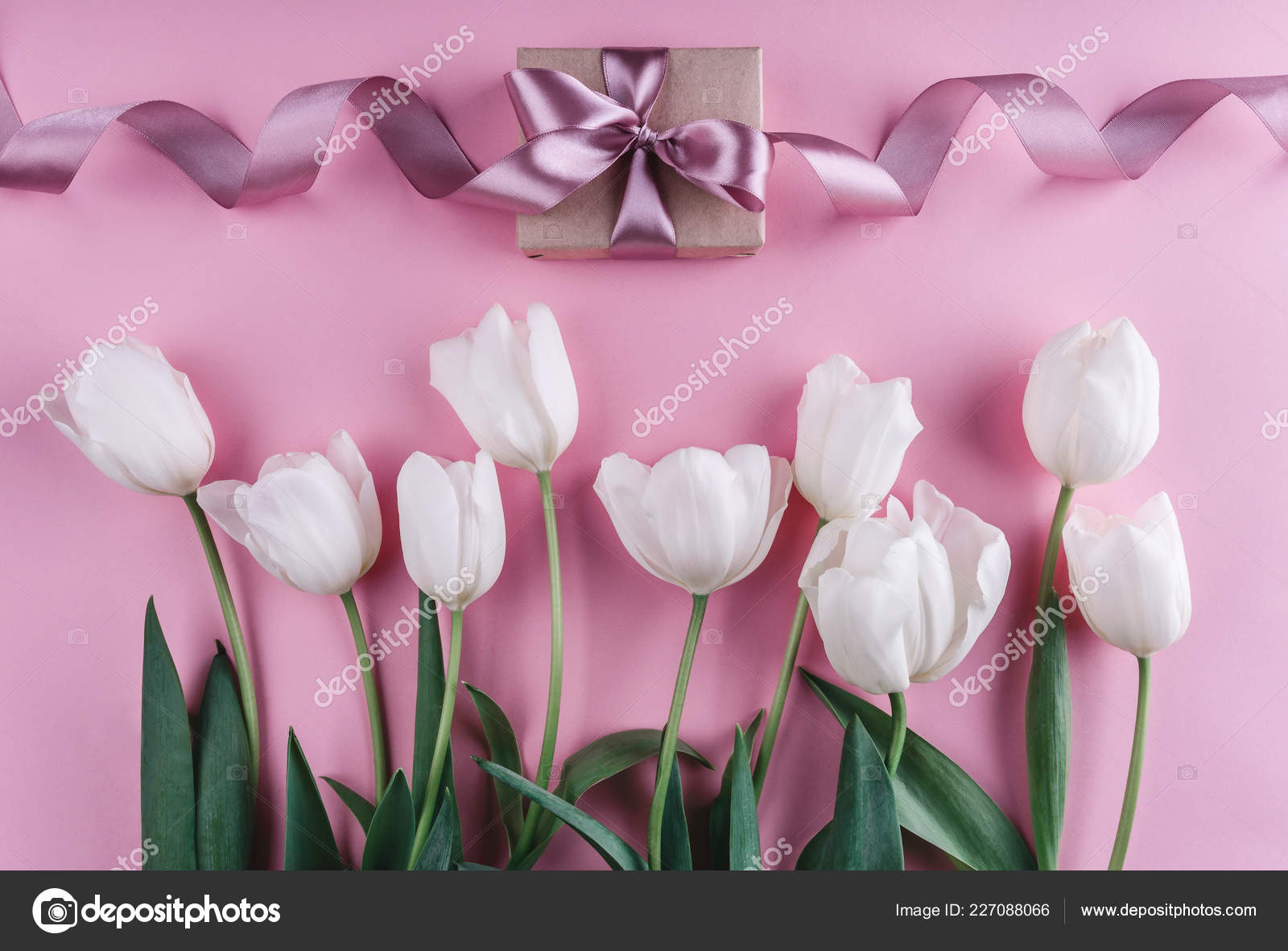 Bunga Tulip Merah Putih