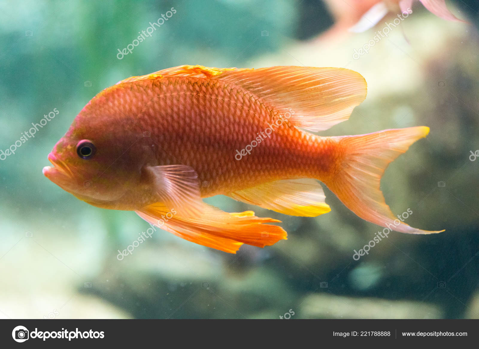 Long Finned Seawater Fish Stock Photo by ©gordzam@gmail.com 221788888
