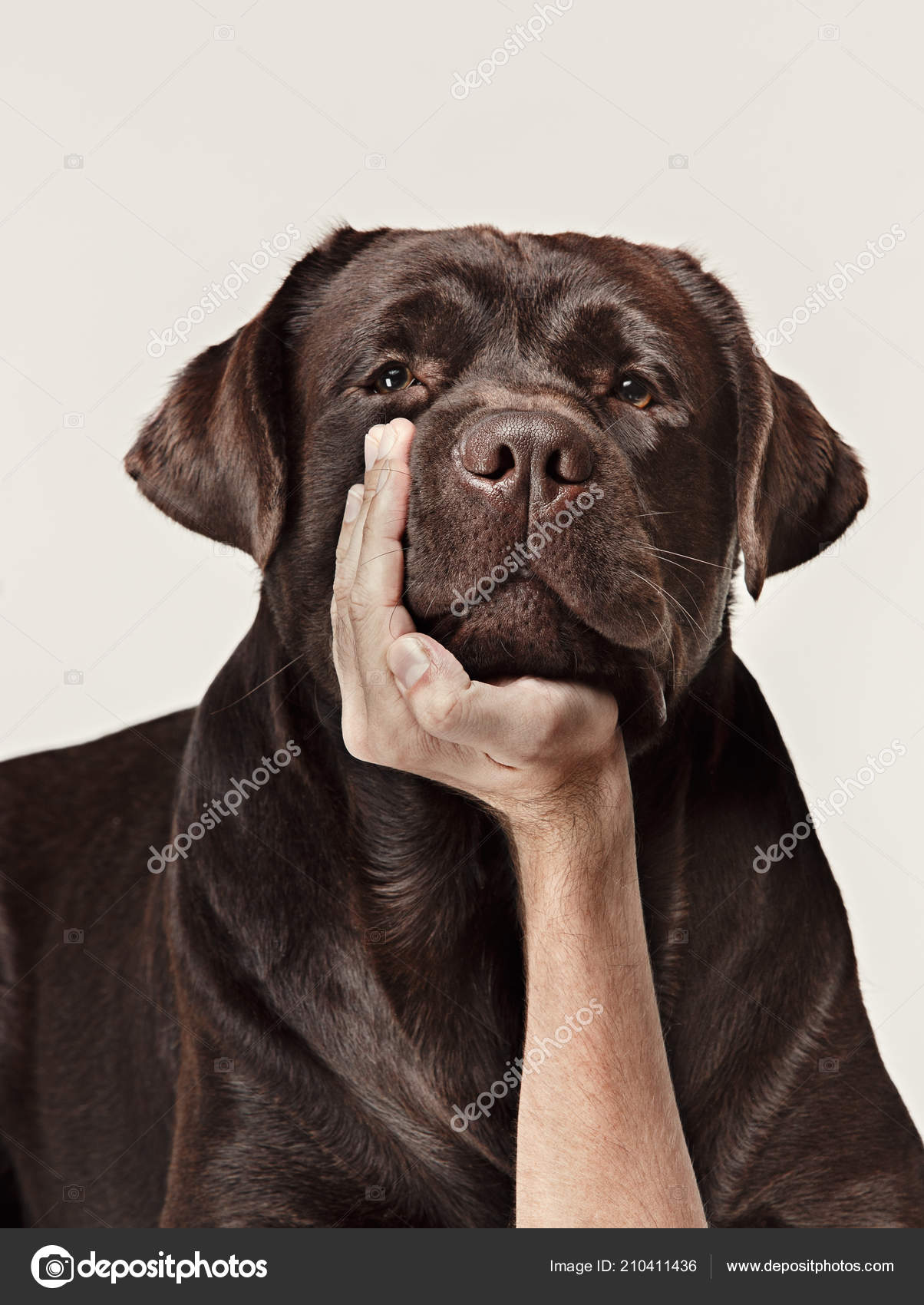 Can Dogs Cry Tears From Pain