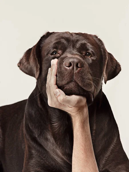 Crying dog Stock Photos, Royalty Free Crying dog Images | Depositphotos