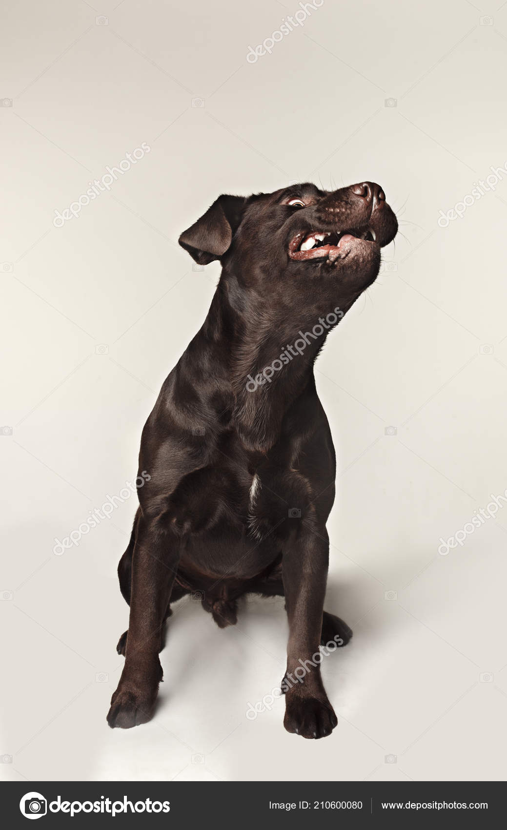 El Labrador Ladra Mucho