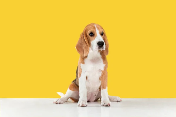 Yellow background dog Stock Photos, Royalty Free Yellow background dog ...