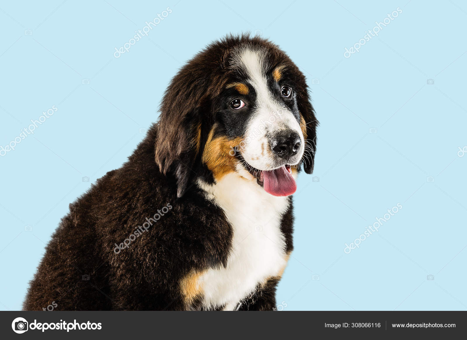 Studio shot of berner sennenhund puppy on blue studio background Stock ...