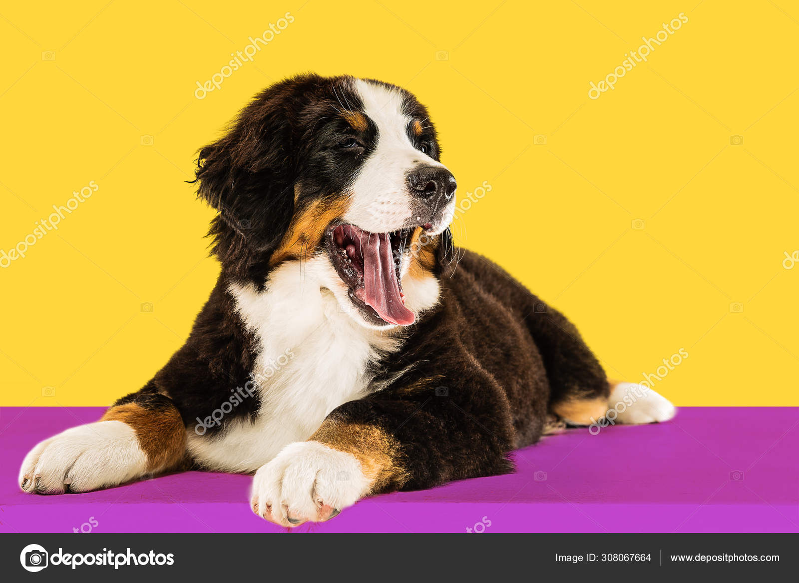 Studio shot of berner sennenhund puppy on yellow studio background ...