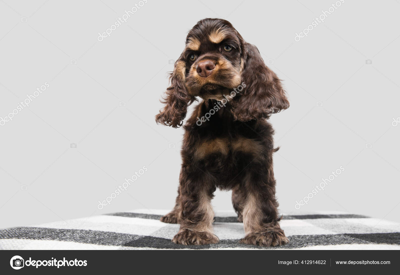 Grey American Cocker Spaniel Puppies